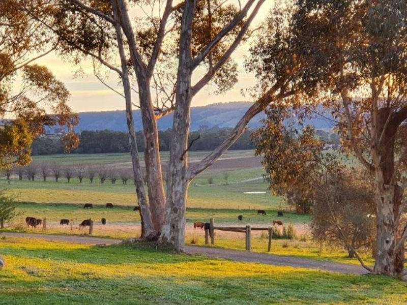 Tarrawarra : Order of Cistercians of the Strict Observance: OCSO