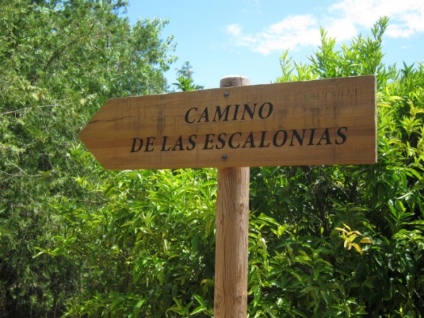 Escalonias : Order of Cistercians of the Strict Observance: OCSO